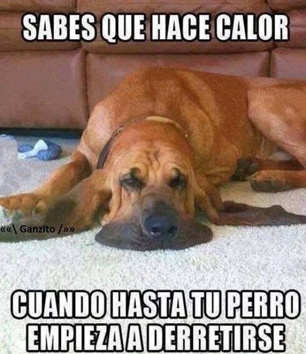 Los mejores GIF y memes de la semana para compartir por WhatsApp