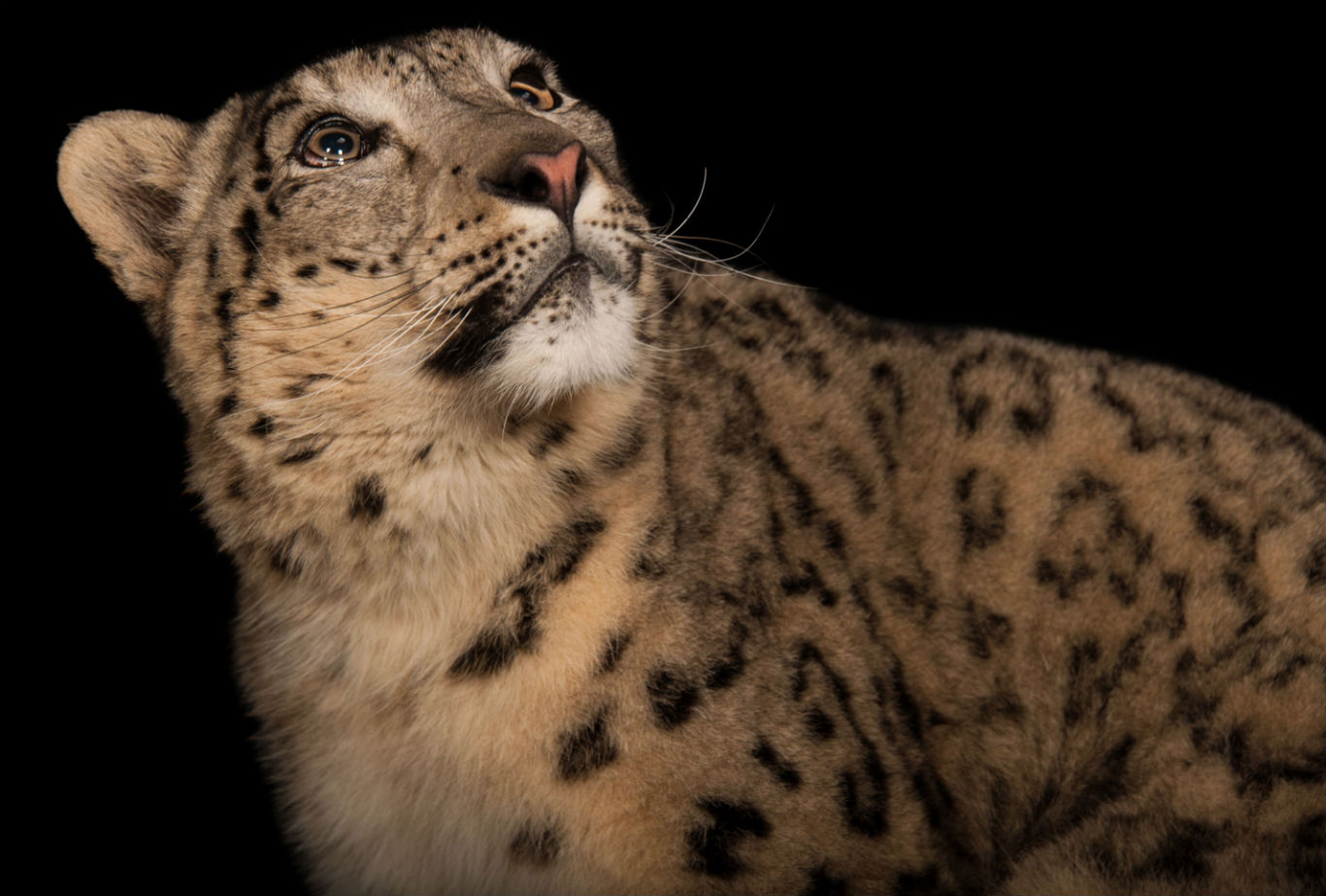 10 fotos espectaculares de la exposición de animales Photo Ark