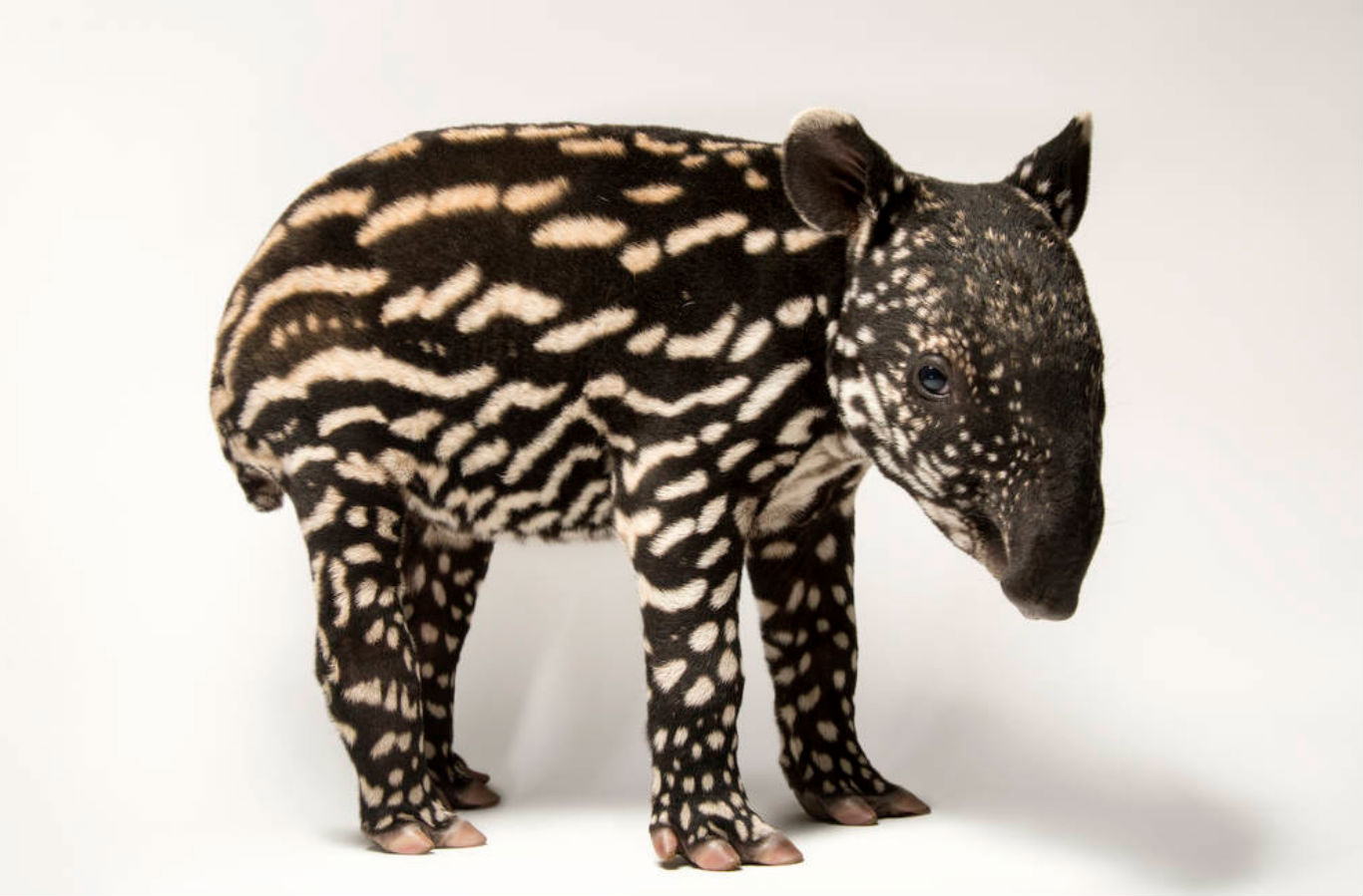 10 fotos espectaculares de la exposición de animales Photo Ark