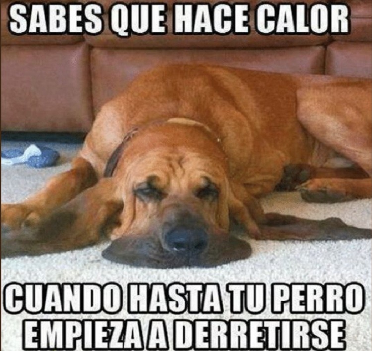 Los memes más divertidos de la ola de calor para compartir por WhatsApp