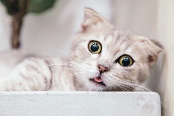 ️ Los mejores memes en español sobre gatos para sobrevivir a la semana