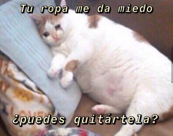 Memes de amor chistosos para compartir por WhatsApp [2021]