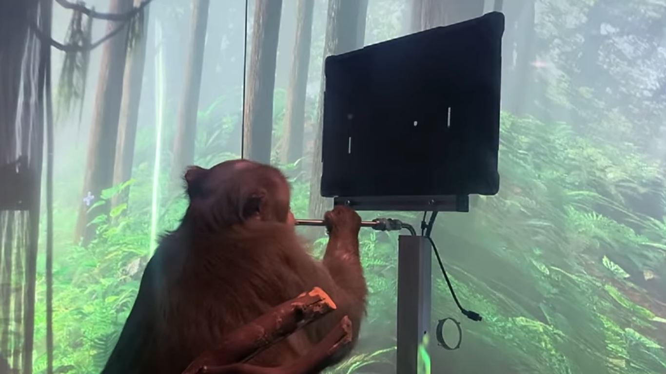 El vídeo del mono jugando al Pong con su mente que está dando la vuelta ...