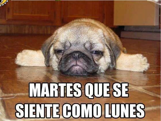 Los memes de martes más divertidos para superar el día más duro de la ...