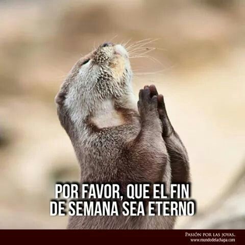 Los memes más divertidos de ya es fin de semana