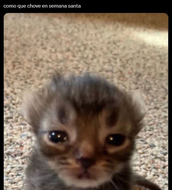 Los memes más divertidos de Semana Santa y del temporal de lluvia y ...